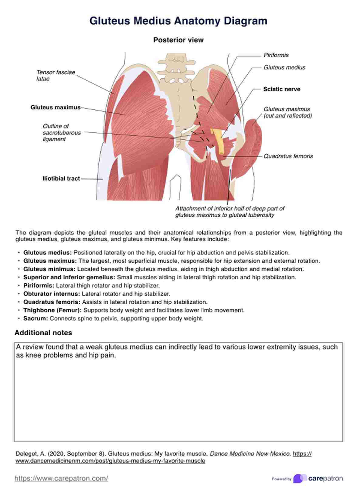 Gluteus Medius Anatomy Diagram Gluteus Medius Anatomy Diagram