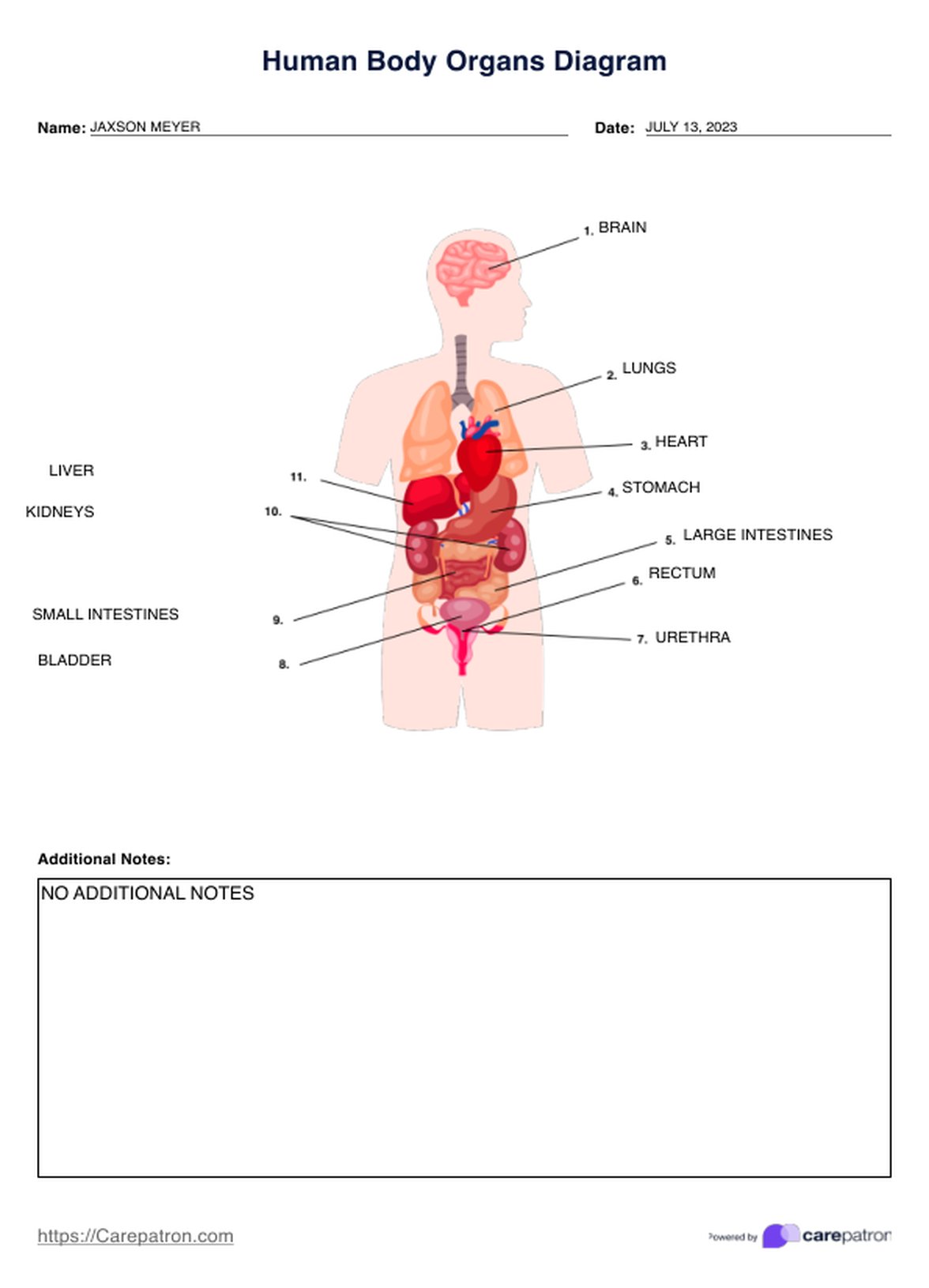 Diagrama de los órganos del cuerpo humano | Ejemplo PDF | Carepatron