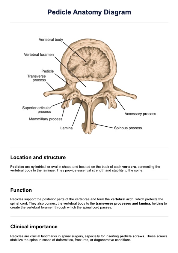 Pedicle Anatomy Diagram